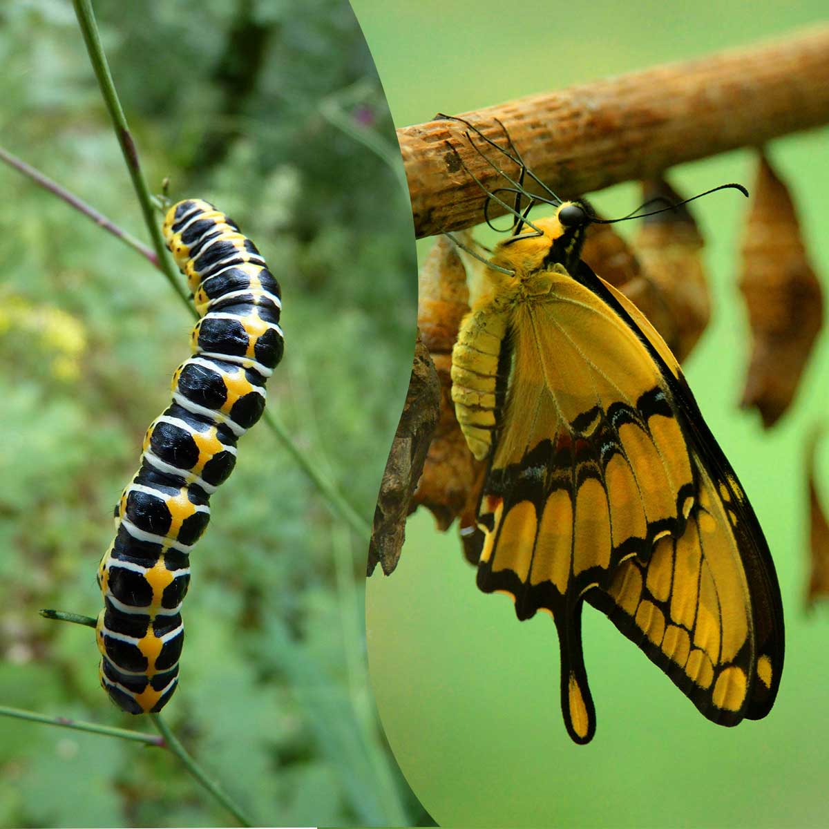 A Jornada de Empresa Familiar a Família Empresária - Adigo